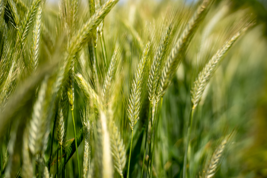 UAB „Baltic Agro“ – tai viena didžiausių žemės ūkio įmonių Lietuvoje