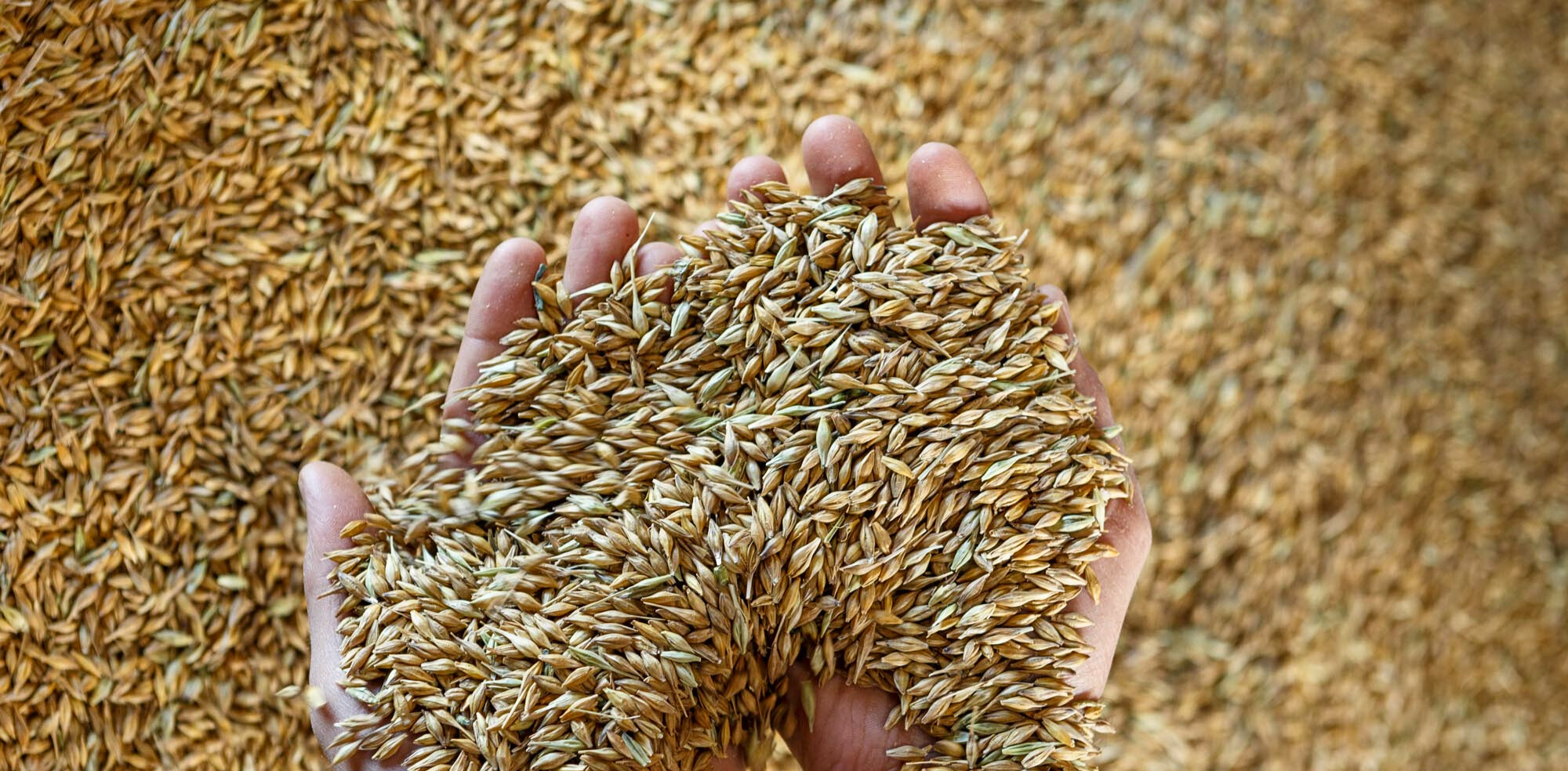 Baltic Agro kontaktai